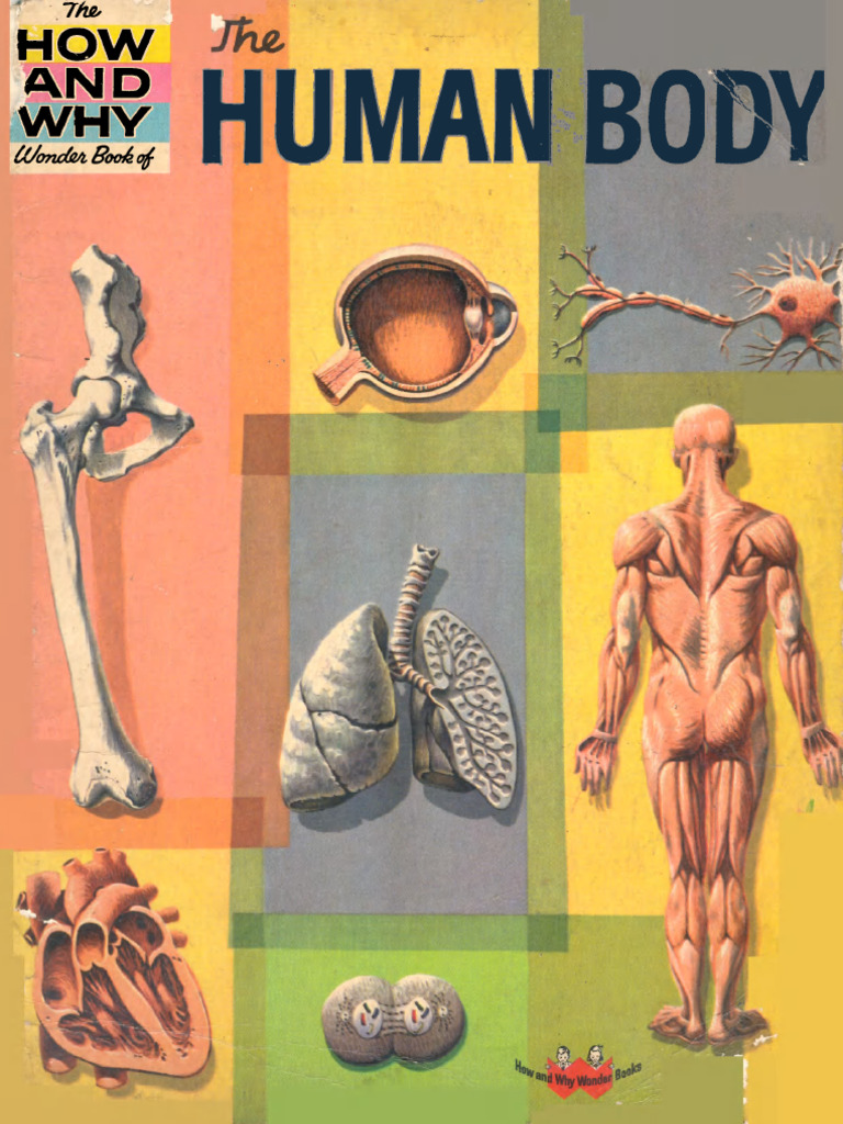 (1961) The How and Why Wonder Book of The Human Body | PDF | Senses | Nerve