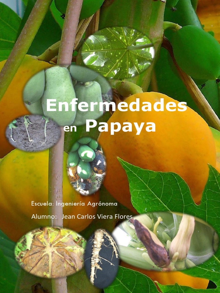Enfermedades en Papaya | PDF