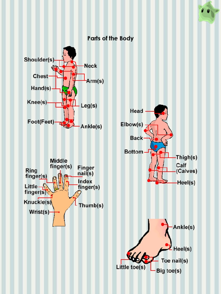 Parts of The Body | PDF
