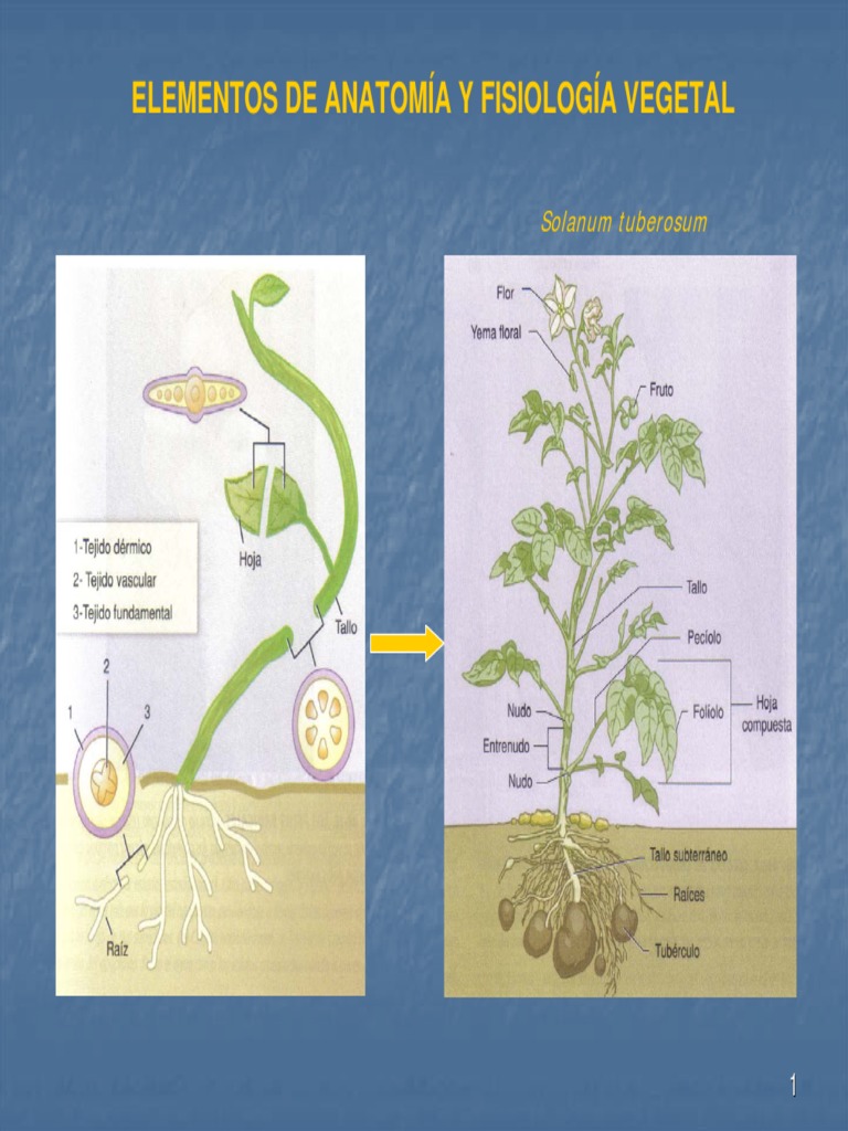 Clase 6 Anatomia y Fisiologia Vegetal | PDF | Raíz | Hoja