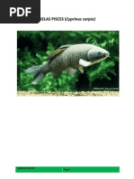 LAPRAK Morfologi Dan Anatomi Ayam | PDF