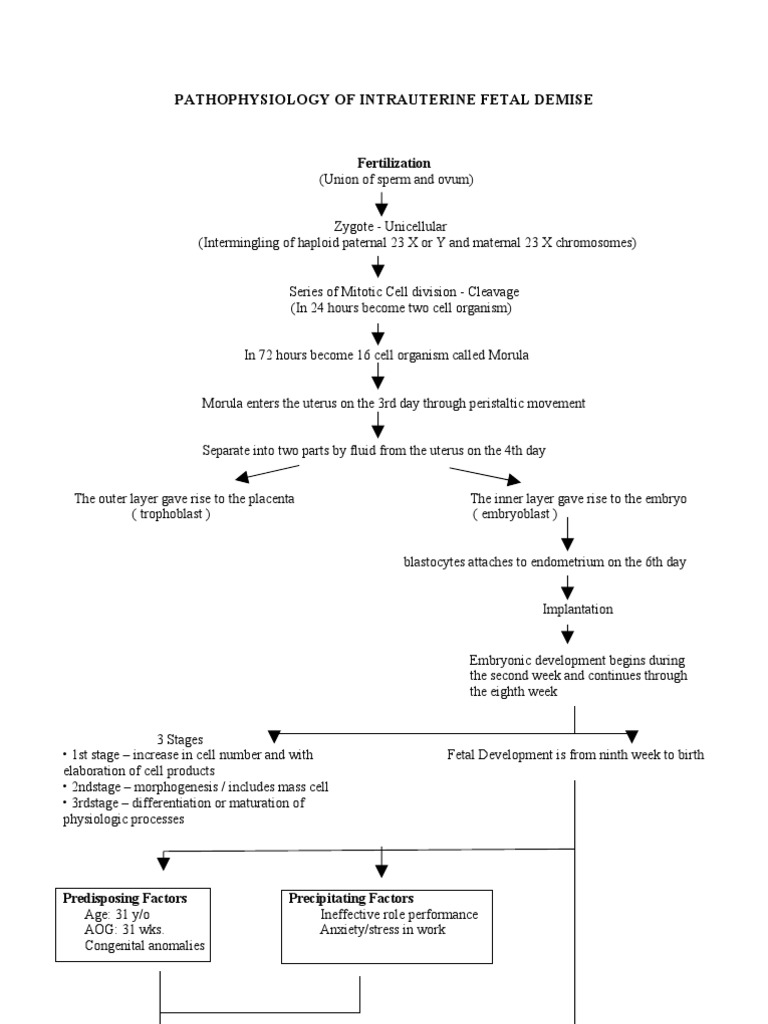 Pathophysiology of Intrauterine Fetal Demise | PDF | Fetus | Prenatal ...