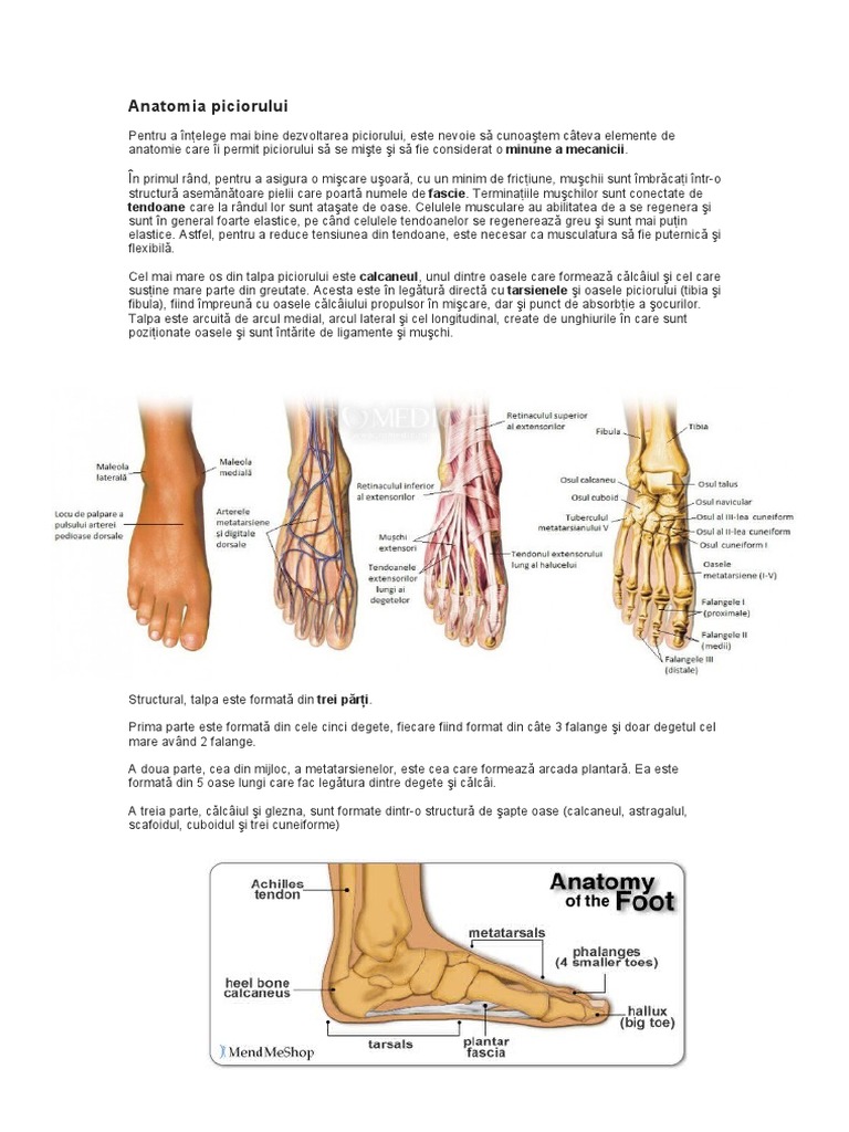 Anatomia Piciorului | PDF