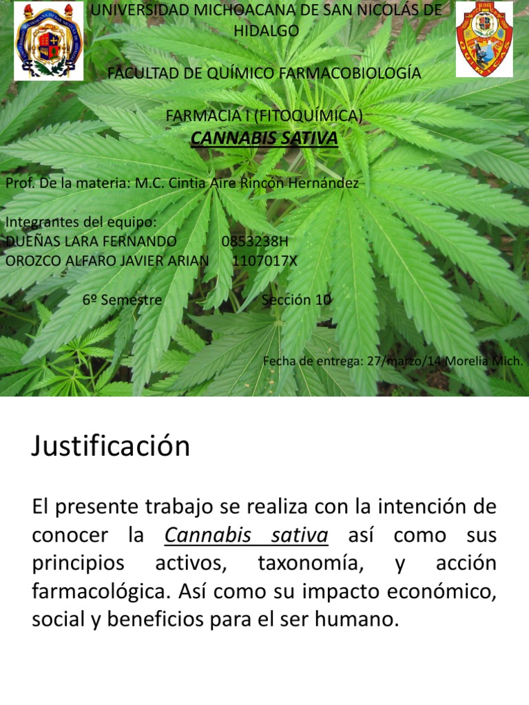 Cannabis Sativa | PDF | Cannabis (Droga) | Plantas