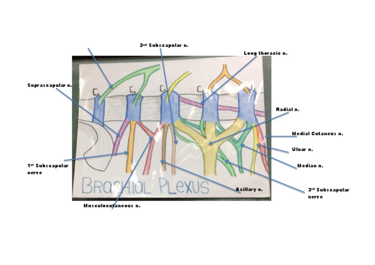 Brachial Plexus Labeled Image | PDF
