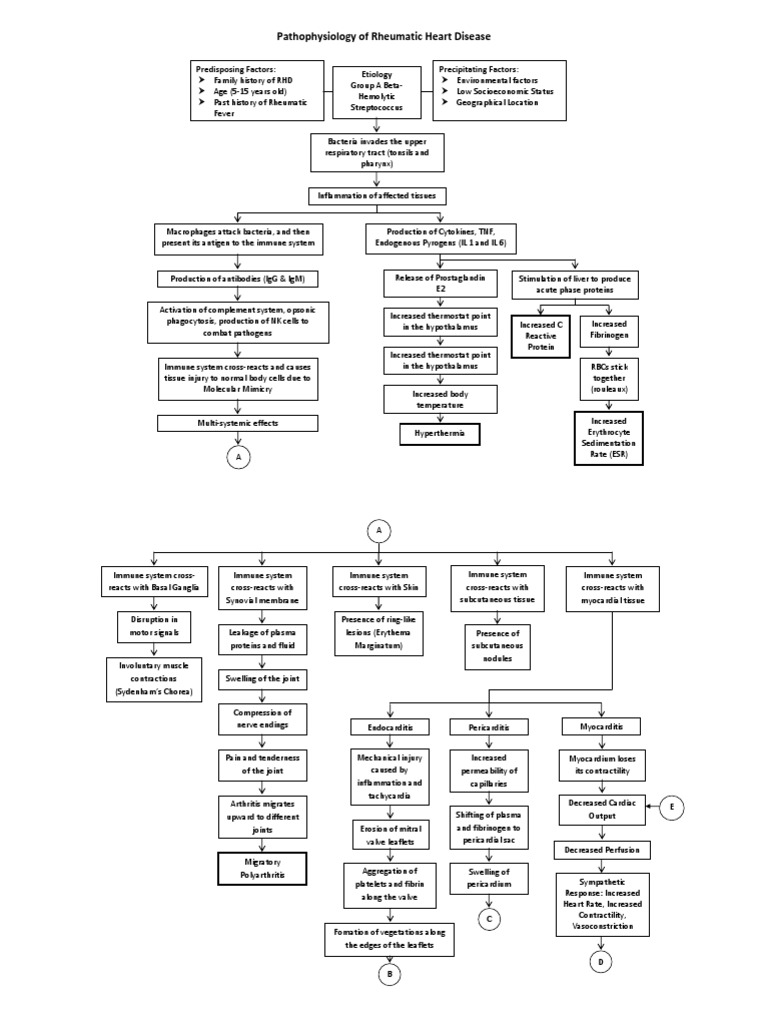 Pathophysiology of Rheumatic Heart Disease | Immune System | Heart