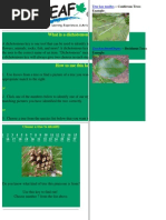 Tennessee Tree Identification Guide | PDF | Trees | Oak