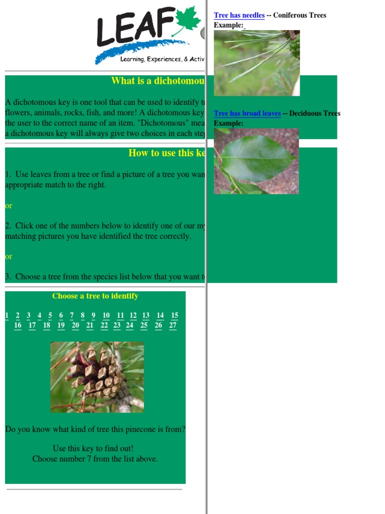 Tree Identification Using Dichotomous Key | PDF