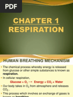 Structure and Function of The Gas Exchange System - Respiration and Gas ...