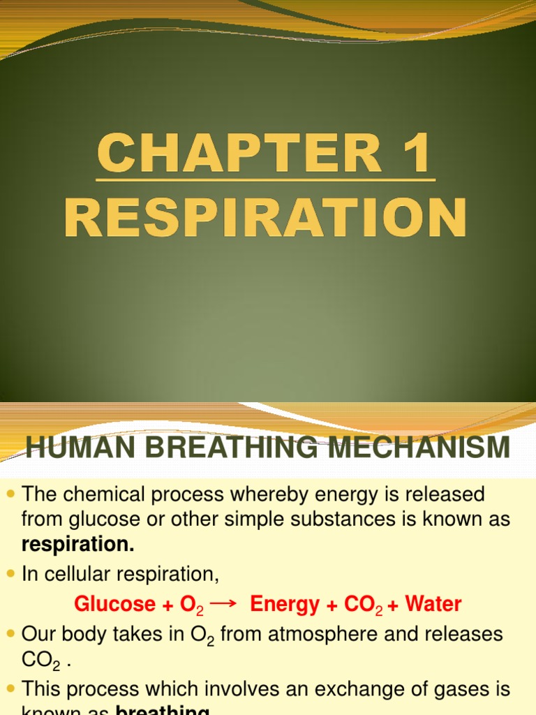 Chapter 1 Respiration | PDF | Lung | Respiratory System