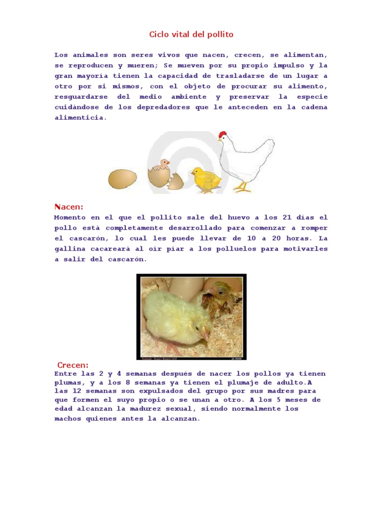 Ciclo Vital Del Pollito | PDF | Pollo | ensalada