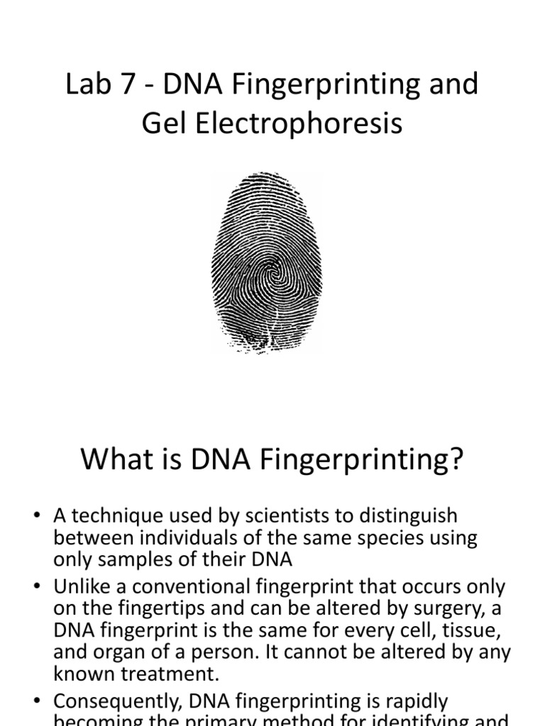 Lab 7 - DNA Fingerprinting and Gel Electrophoresis | PDF | Dna ...