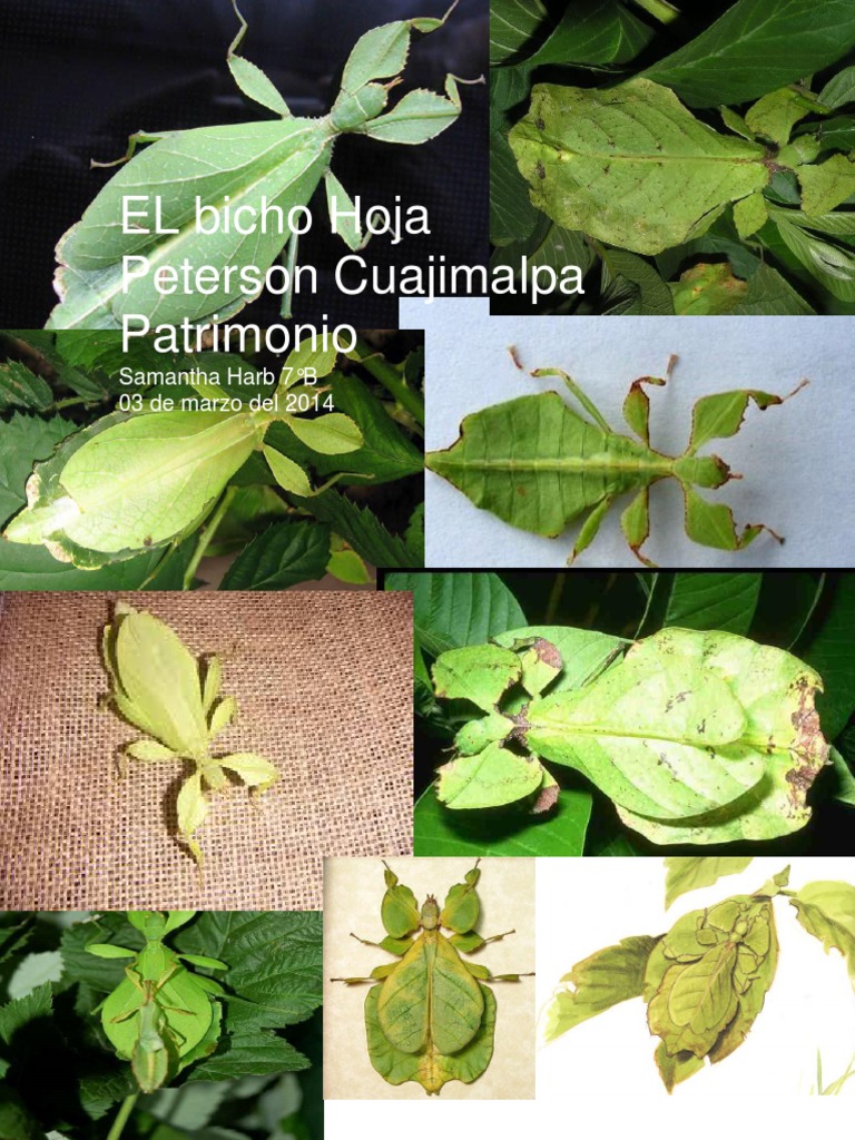 el bicho hoja | Hoja | Insectos | Prueba gratuita de 30 días | Scribd