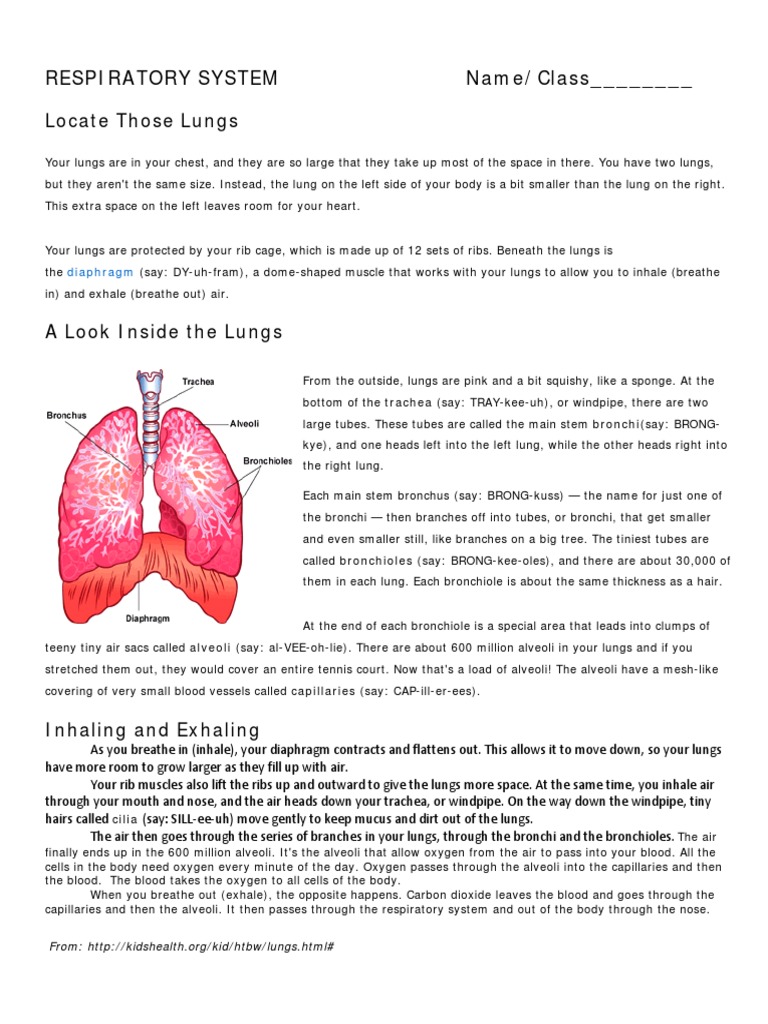 Kids' Guide to the Lungs | PDF | Respiratory Tract | Lung