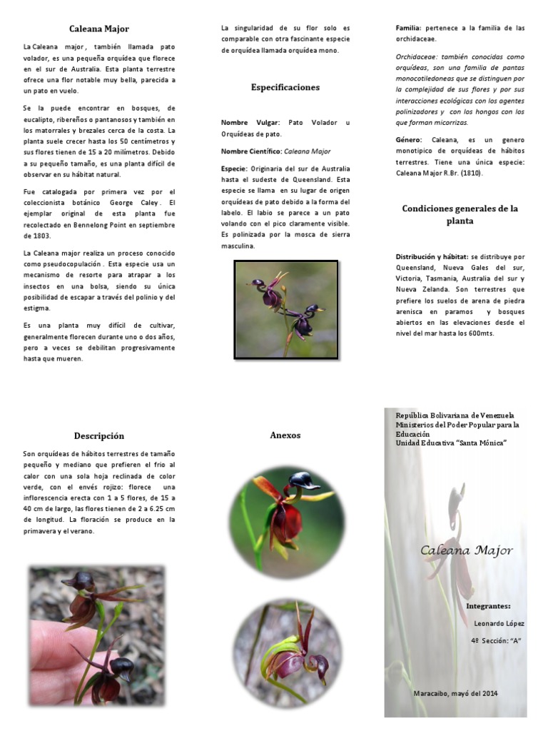 Pato Volador | PDF | Orchidaceae | Jardinería
