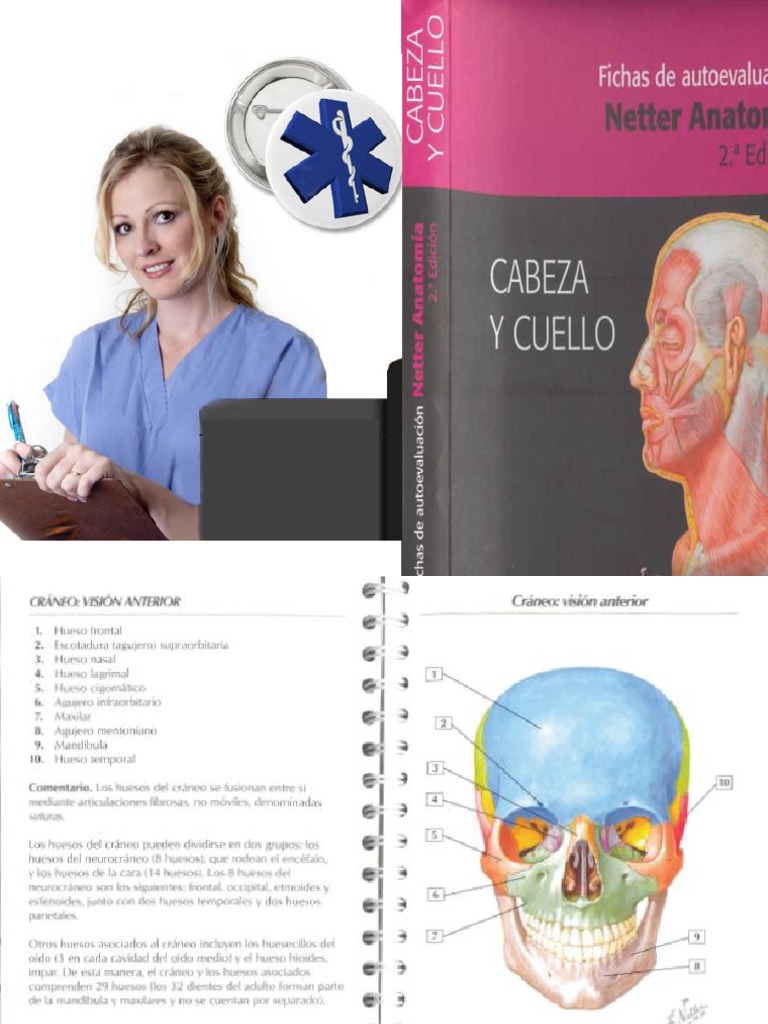 Netter Cabeza y Cuello | PDF