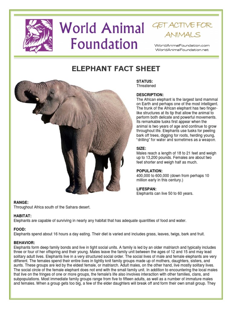 Elephant | Cites | Elephant
