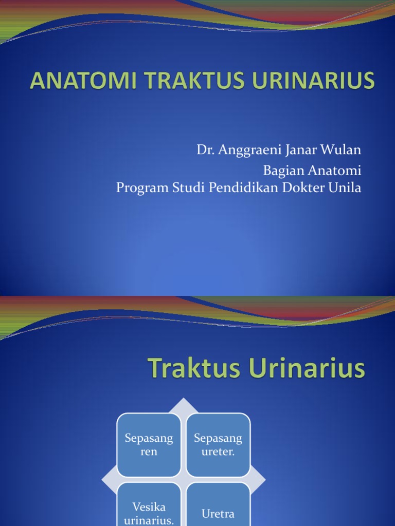 Anatomy of the Urinary System | PDF