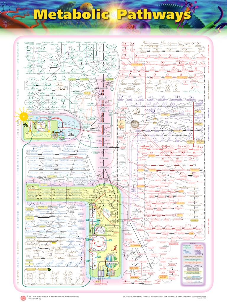 Mapa Metabólico | PDF | Organic Compounds