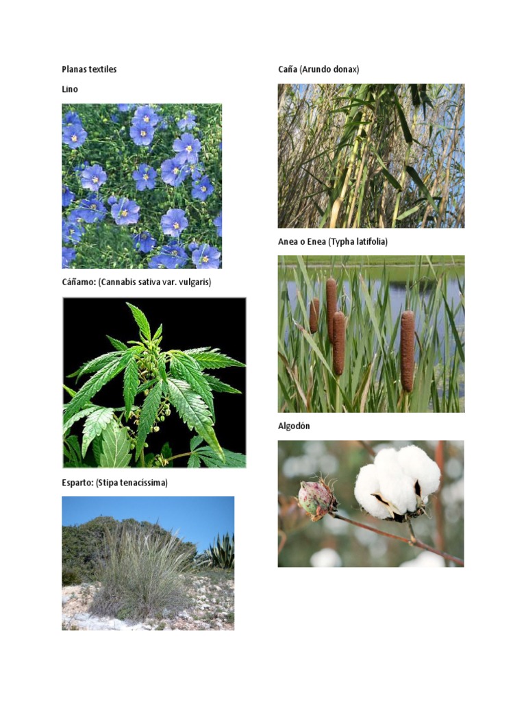 Principales plantas textiles y maderables: sus características y usos | PDF
