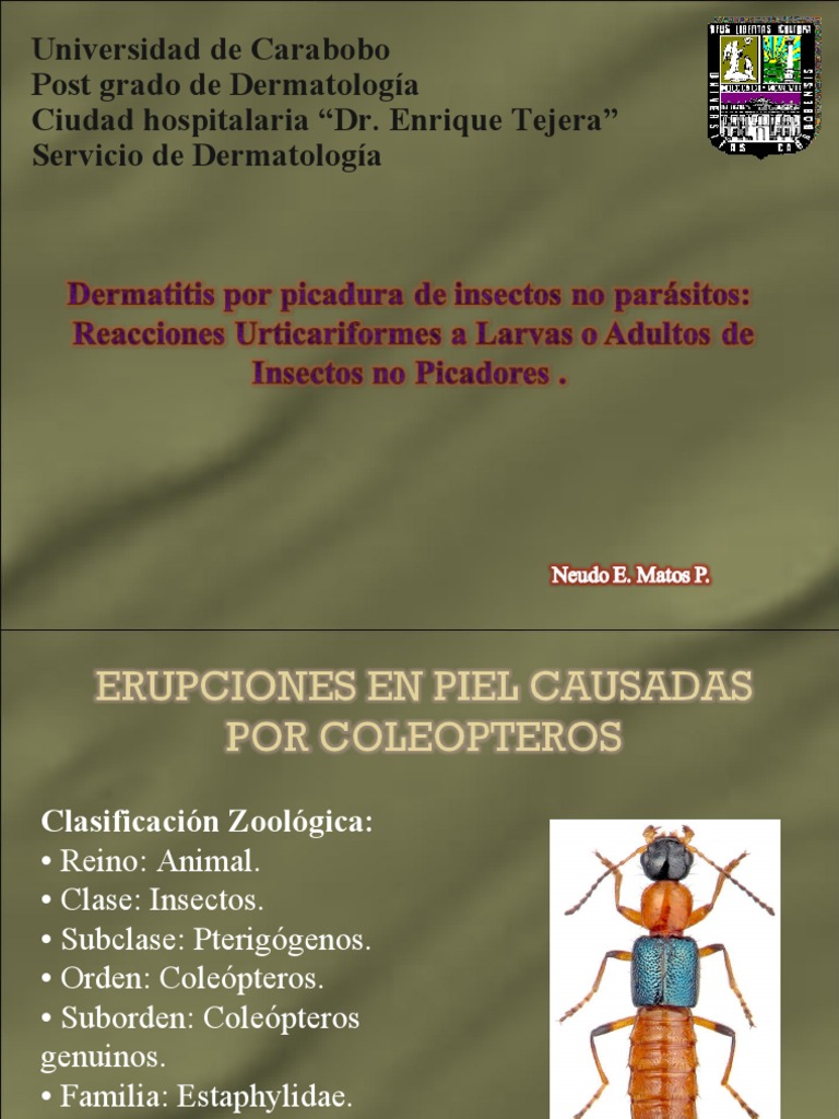 Insectos y Dermatitis: Coco Peorro | PDF | Especialidades Medicas ...