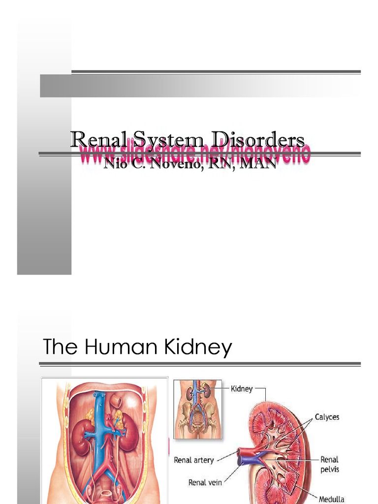Renal System Disorders Renal System Disorders Renal System Disorders ...