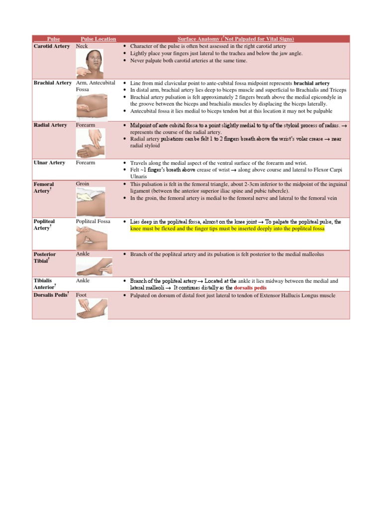 Carotid Pulse Palpation