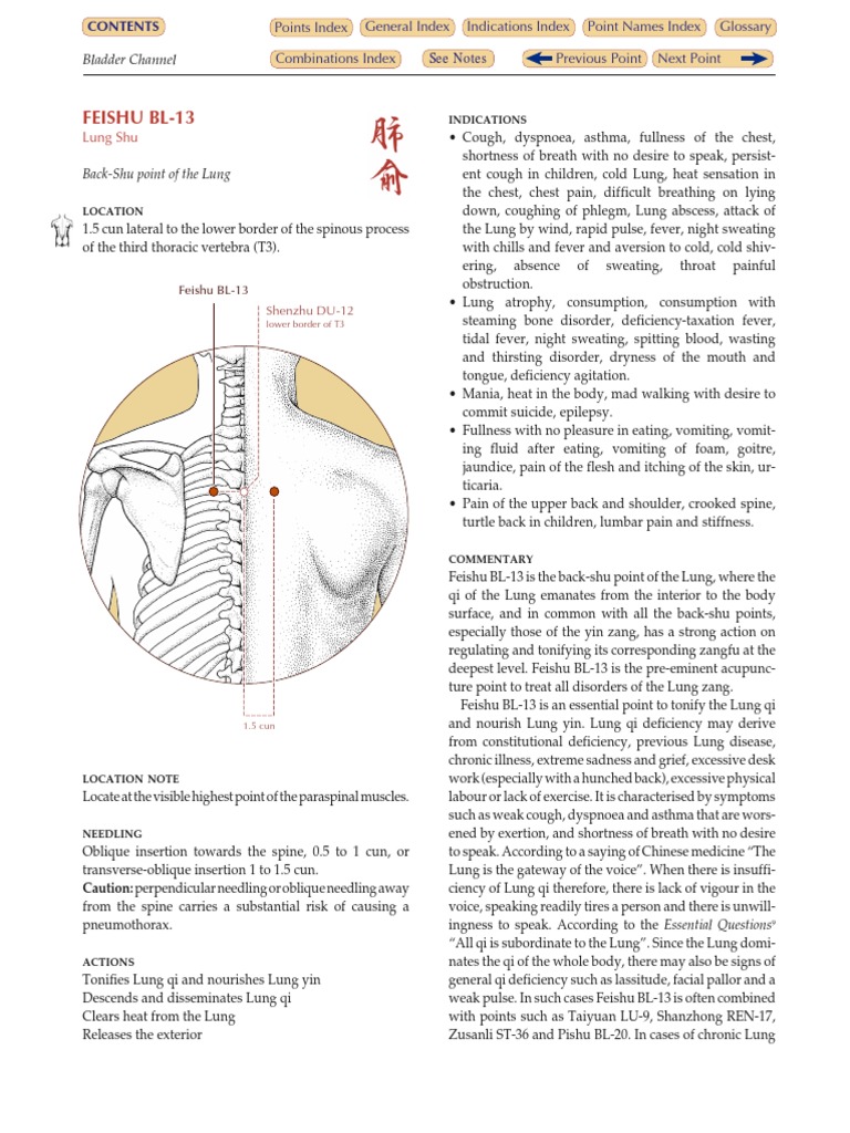 Feishu Bl-13: Lung Shu | PDF | Thorax | Lung