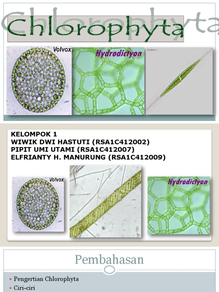 Chlorophyta 1 | PDF
