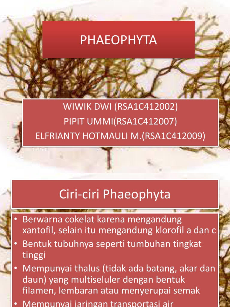 Phaeophyta | PDF | Griya & Taman