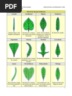Tipos de Hojas Según Su Forma | PDF | Hoja | Morfología Vegetal