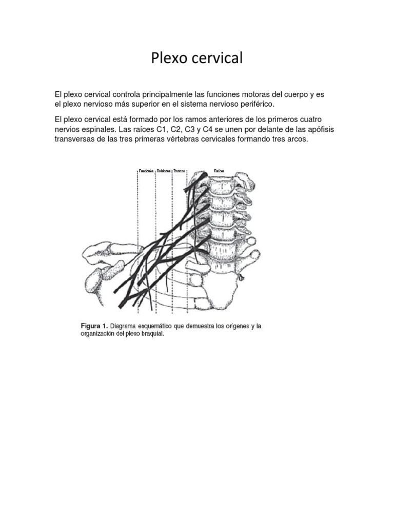 Plexo Cervical | PDF | Anatomía | Anatomía humana