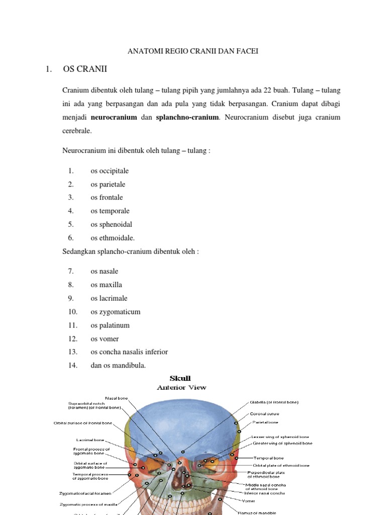 Anatomi Regio Cranii Dan Facei | PDF