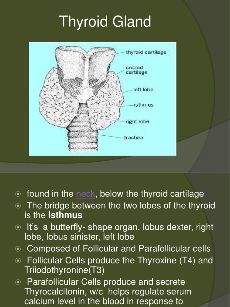 Thyroid Gland PPT | Thyroid | Hyperthyroidism