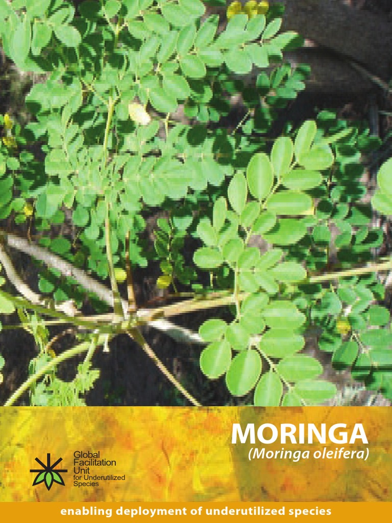 Moringa Oleifera: Benefits and Cultivation | PDF | Home & Garden