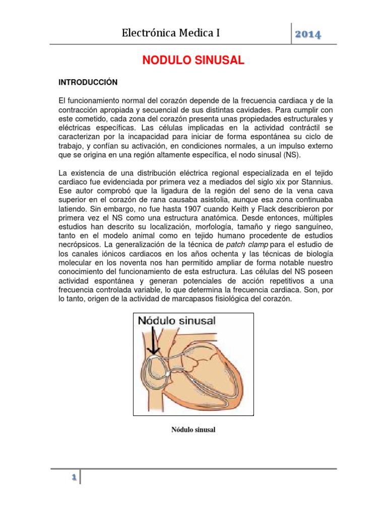 Funcionamiento nodo sinusal corazón | PDF | Electrocardiografia | Corazón