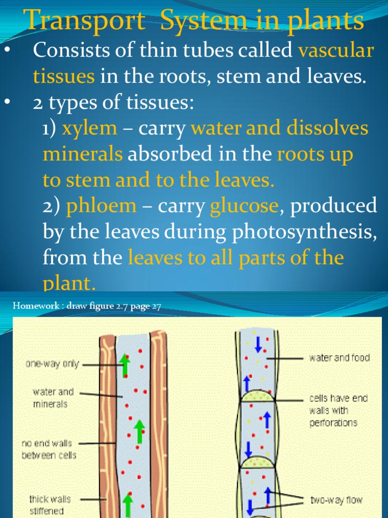 Plant Transport System Explained | PDF