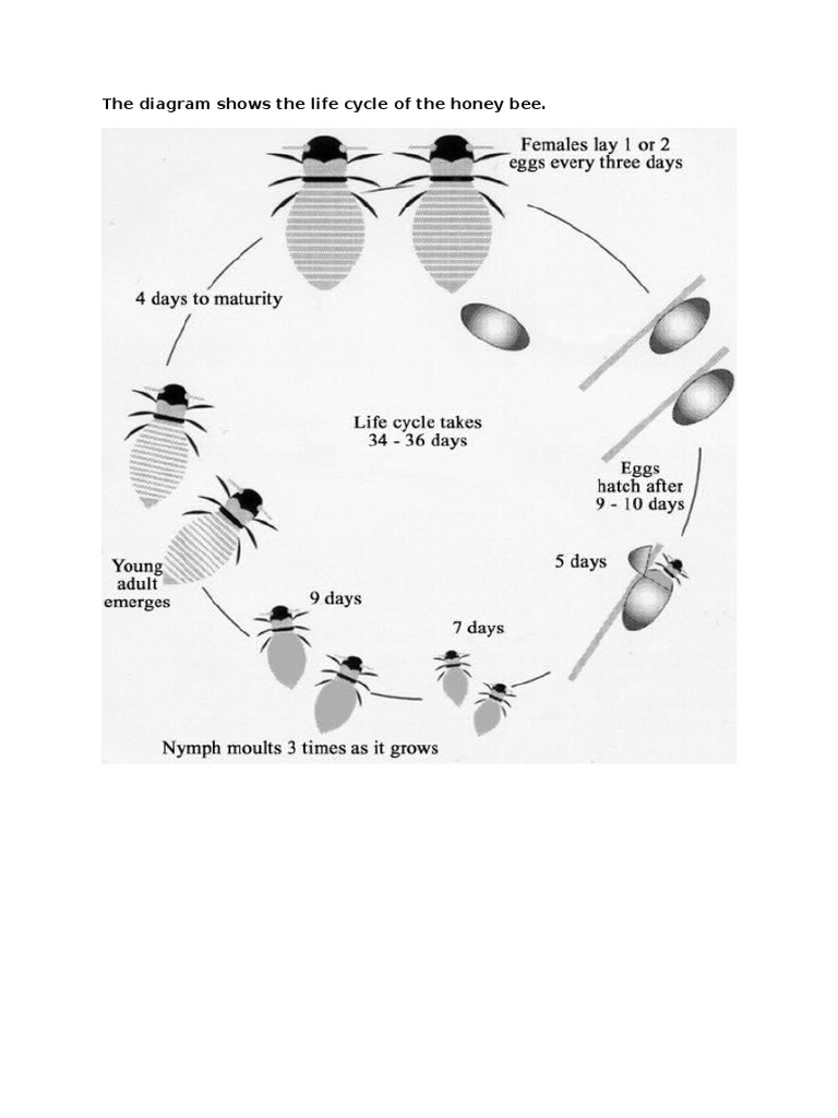 The Diagram Shows The Life Cycle of The Honey Bee | PDF