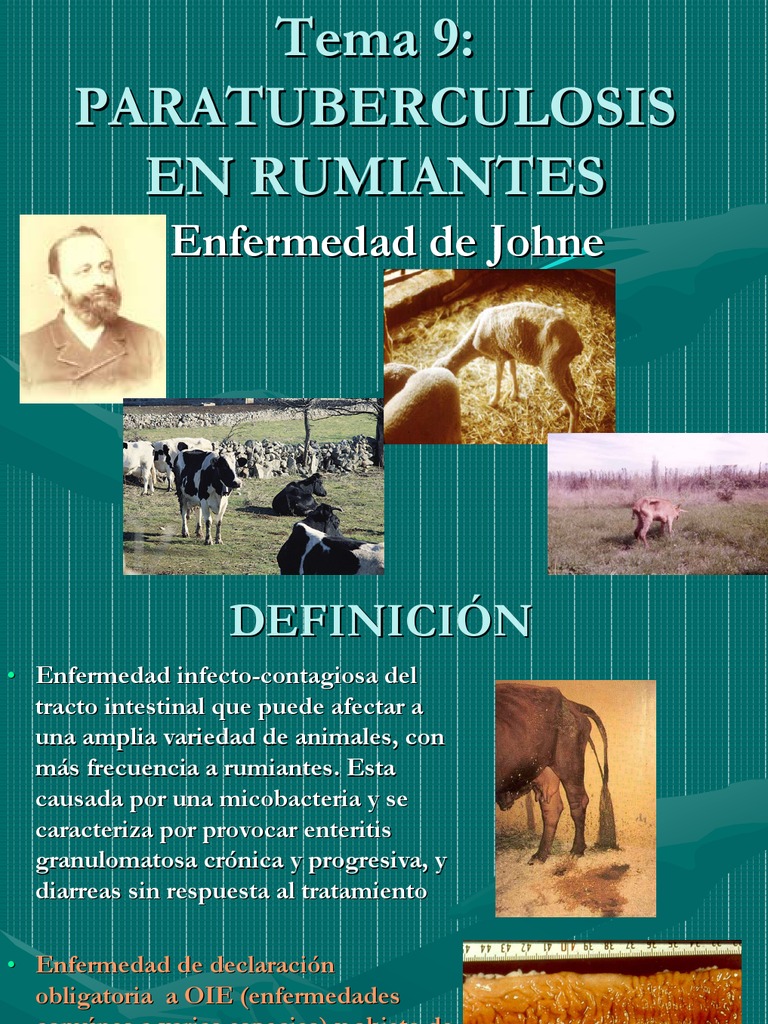 Paratuberculosis en Rumiantes | PDF | Vacas | Sistema inmune