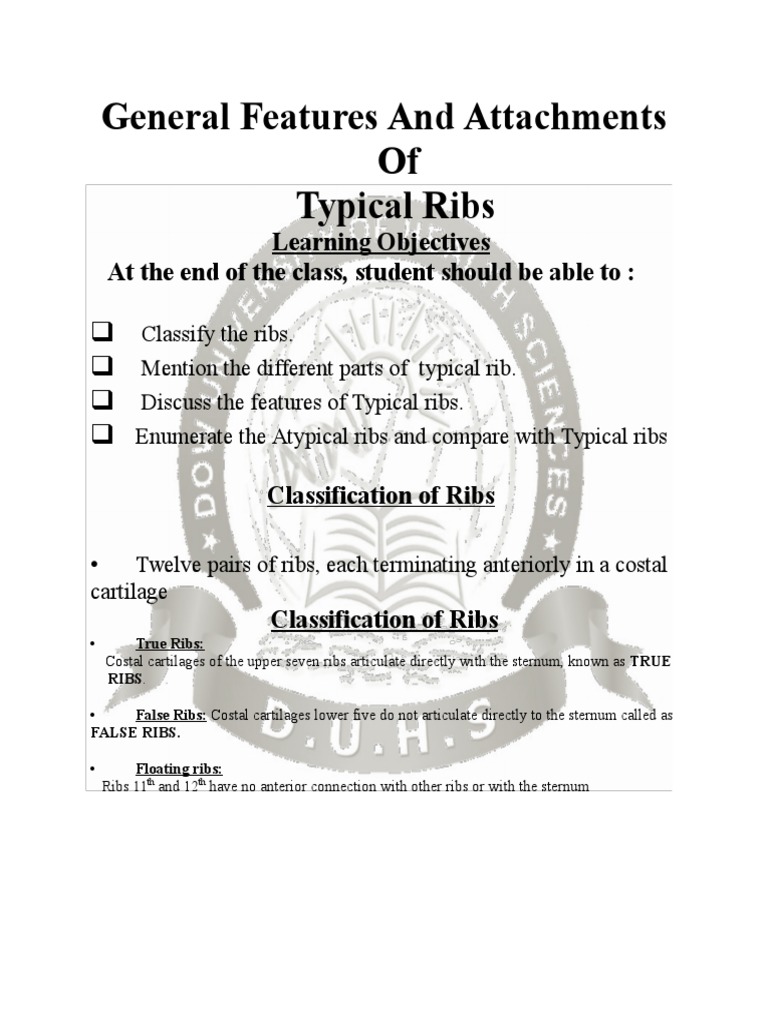 Typical Rib | PDF | Vertebra | Musculoskeletal System