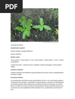 Sacha Culantro | PDF | Hierbas y especias | Alimentos