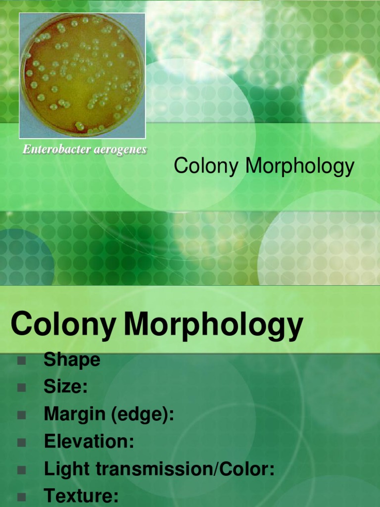 Bacterial Colony Morphology Guide | PDF