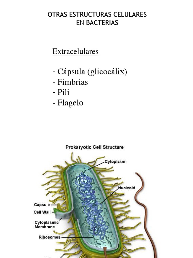 Clase 4 Capsula, frimbia, pili, flagelo | Quimiotaxis | Las bacterias
