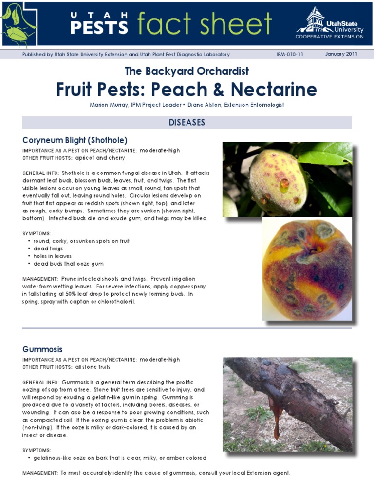 Peach-Nectarine Pests & MGMT | PDF | Peach | Trees