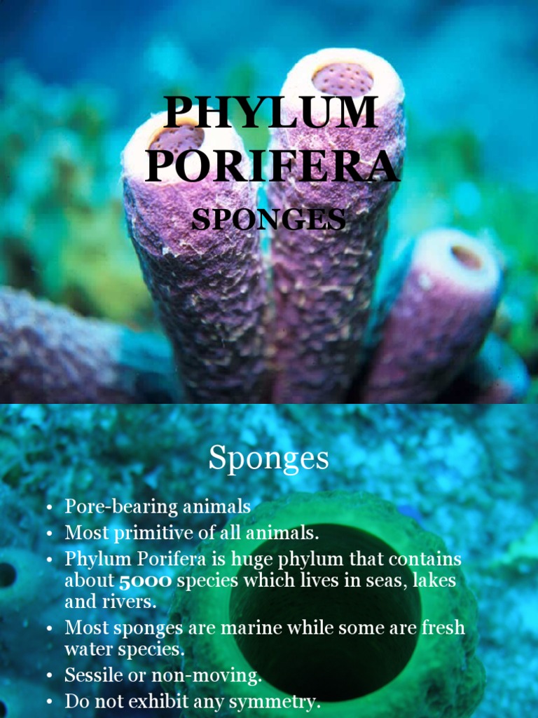 Phylum Porifera | PDF | Sponge | Organisms