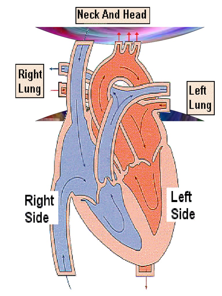Myocardial Ischemia Disease | Heart Valve | Coronary Artery Disease