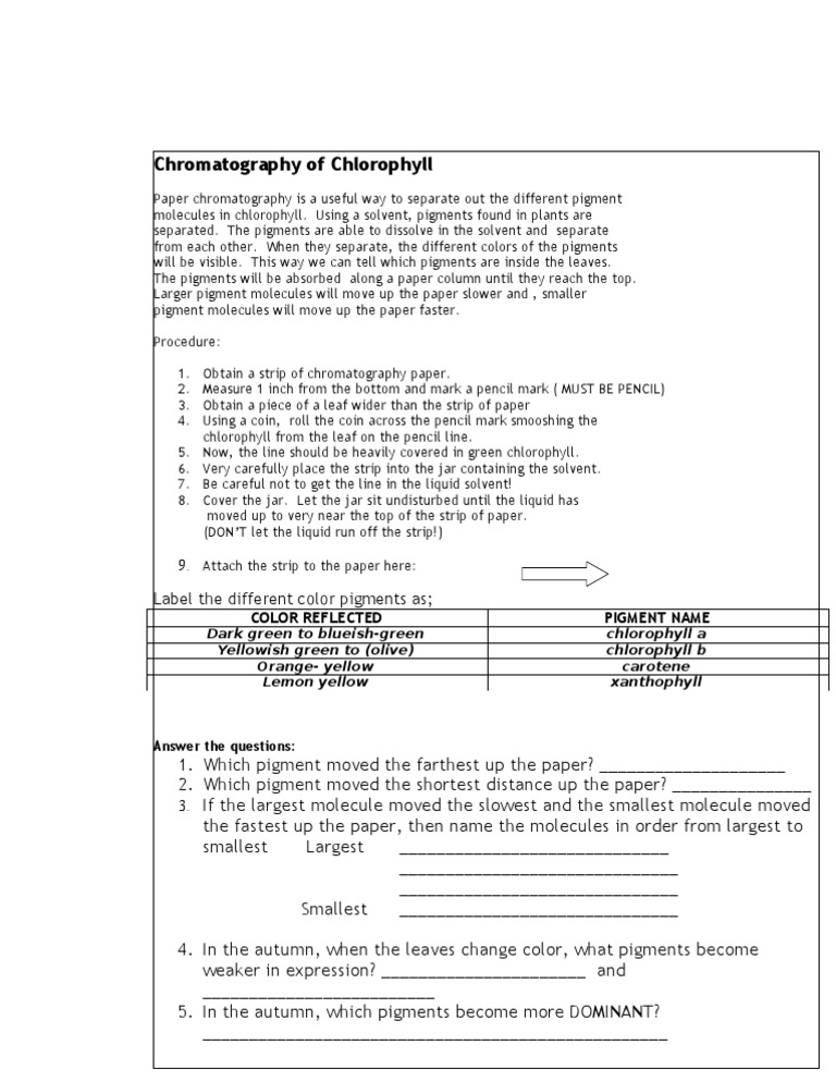 Chromatography of Chlorophyll Lab Pre-AP | PDF | Chlorophyll ...