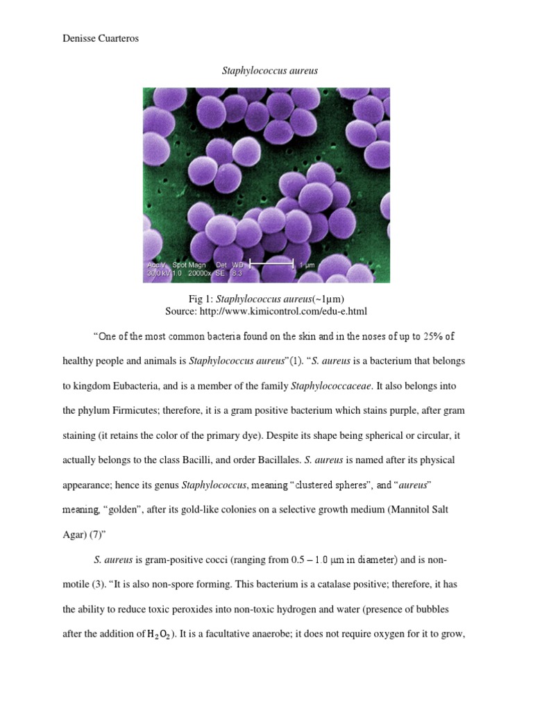 Staphylococcus aureus | Staphylococcus Aureus | Staphylococcus