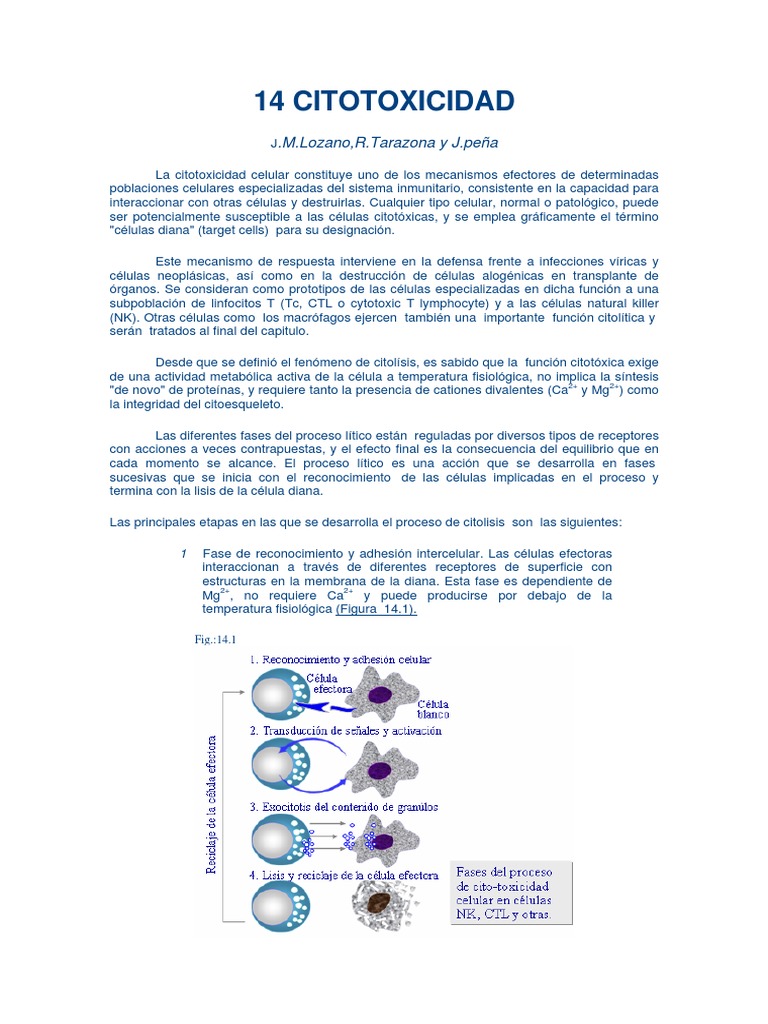 Mecanismos de Citotoxicidad Celular | PDF | Receptor de peaje | Sistema ...