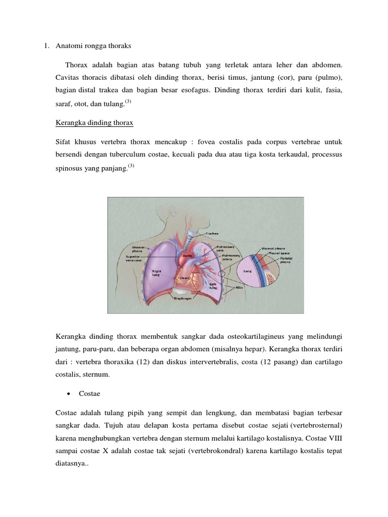 Anatomi Rongga Thoraks | PDF